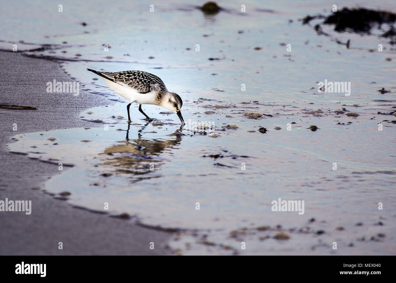 Small wading shore bird hi-res stock photography and images - Alamy