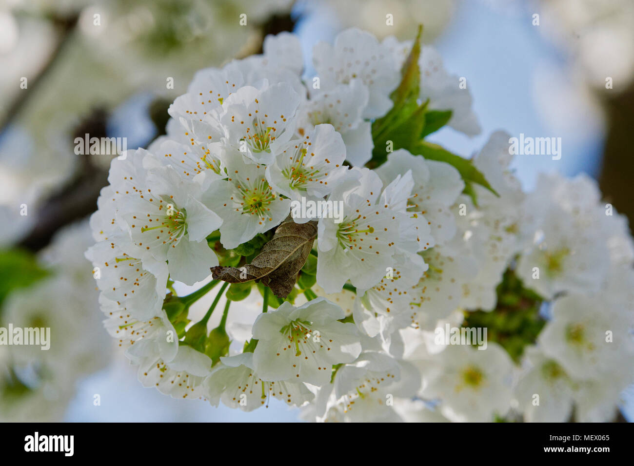 Beautiful flowering fruit trees. Blooming plant branches in spring warm ...