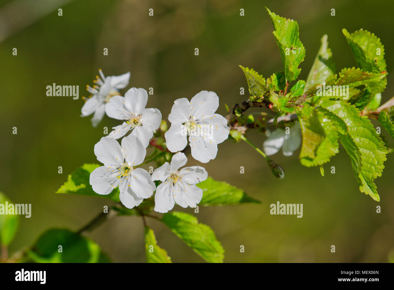 Beautiful flowering fruit trees. Blooming plant branches in spring warm ...