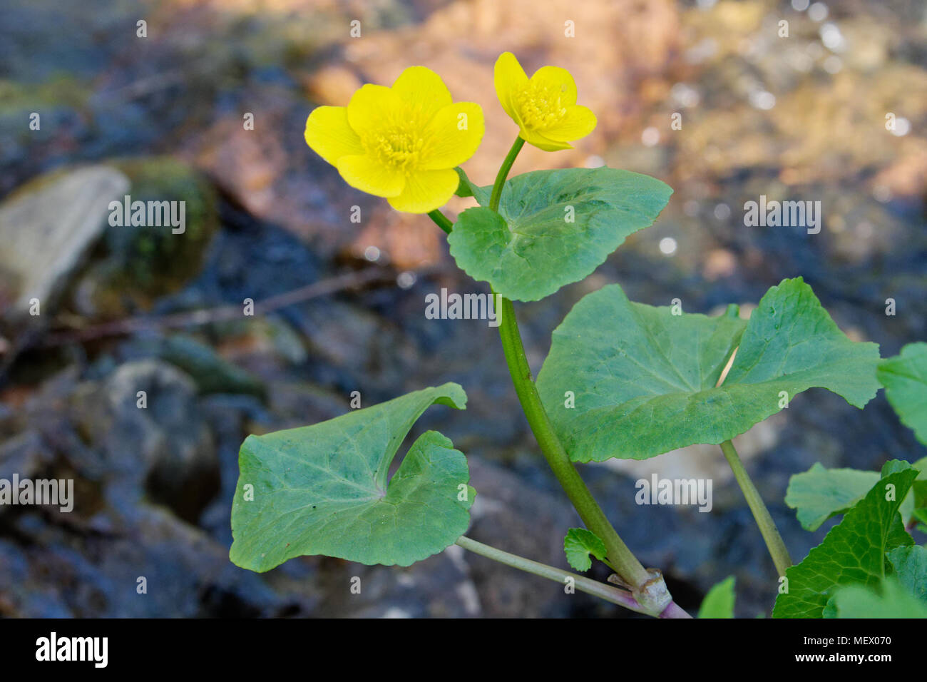 Marsh-marigold (Caltha palustris) in a wild nature Stock Photo - Alamy