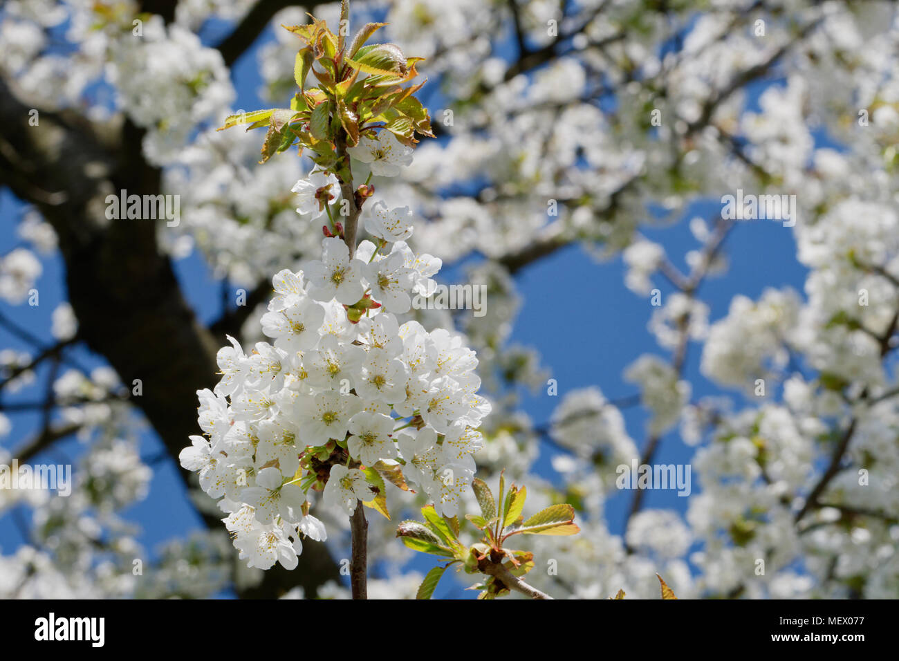 Beautiful flowering fruit trees. Blooming plant branches in spring warm ...