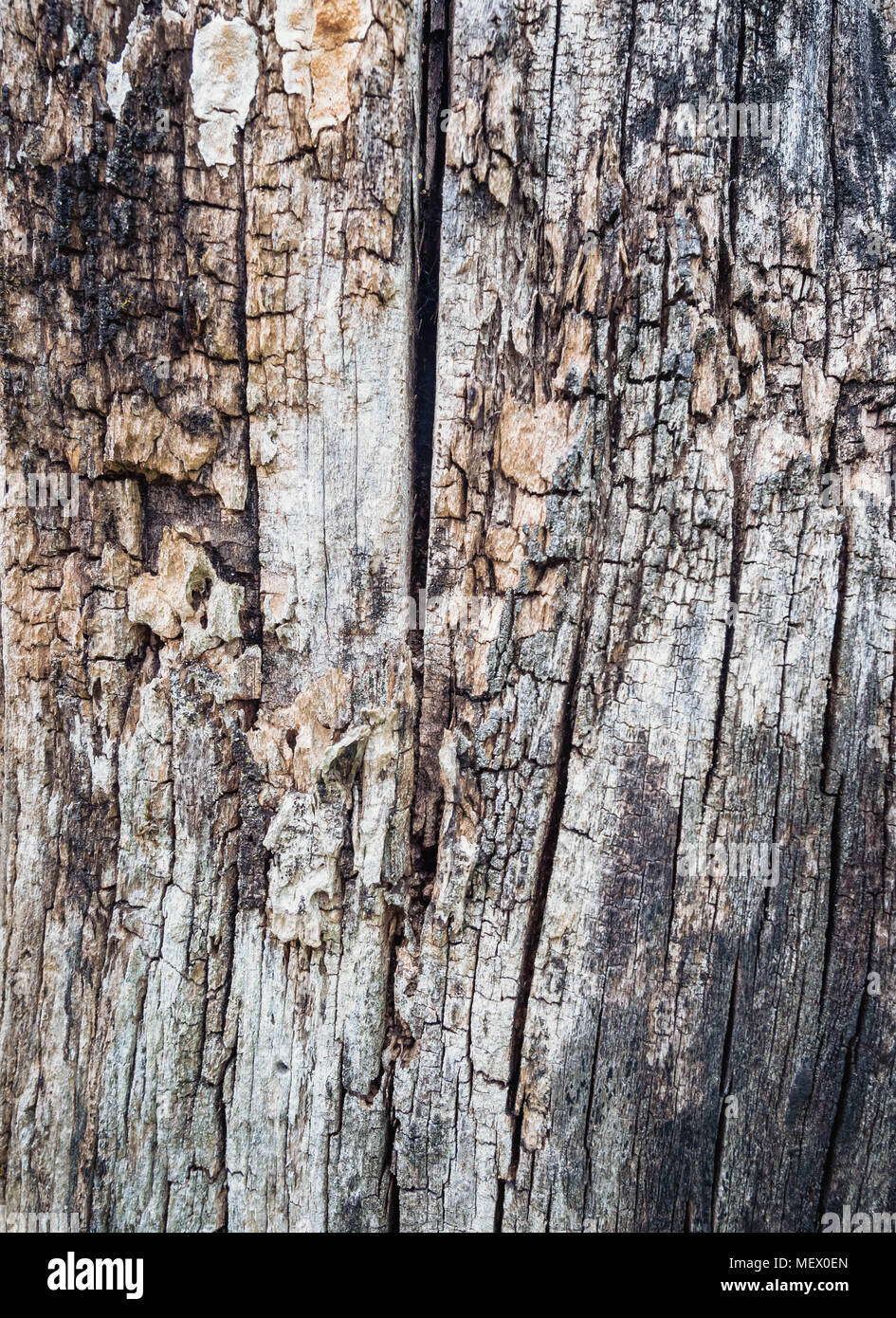 Close Up Old Wood Texture. Cracked dead old tree background vertical ...
