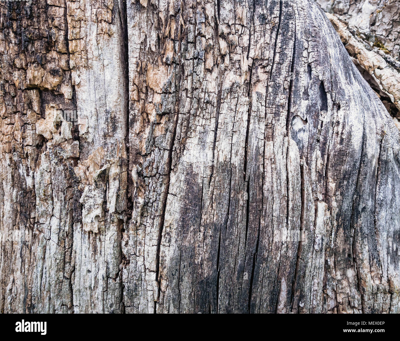 Close Up Old Wood Texture. Cracked dead old tree trunk background Stock ...