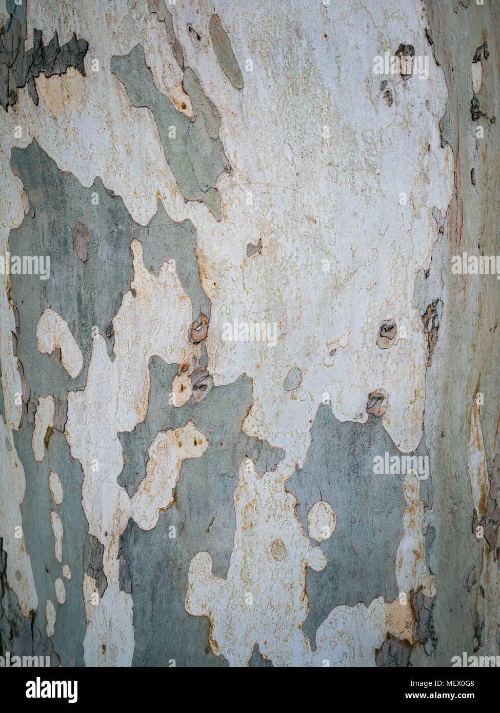 Platanus tree bark background close up. Plane tree bark texture Stock ...