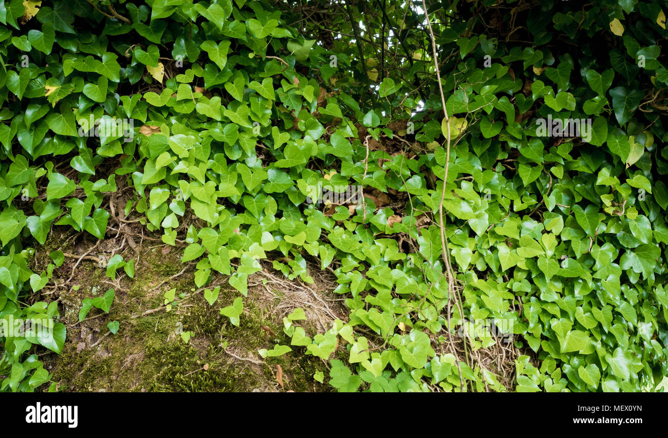 Green Ivy Background. Nature floral background. Creeping bush Hedera ...