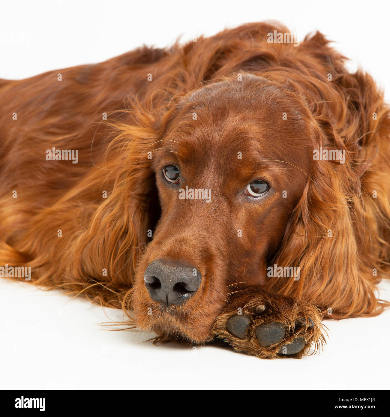 Red Irish Setter Dog in a Studio Environment with a White Background ...