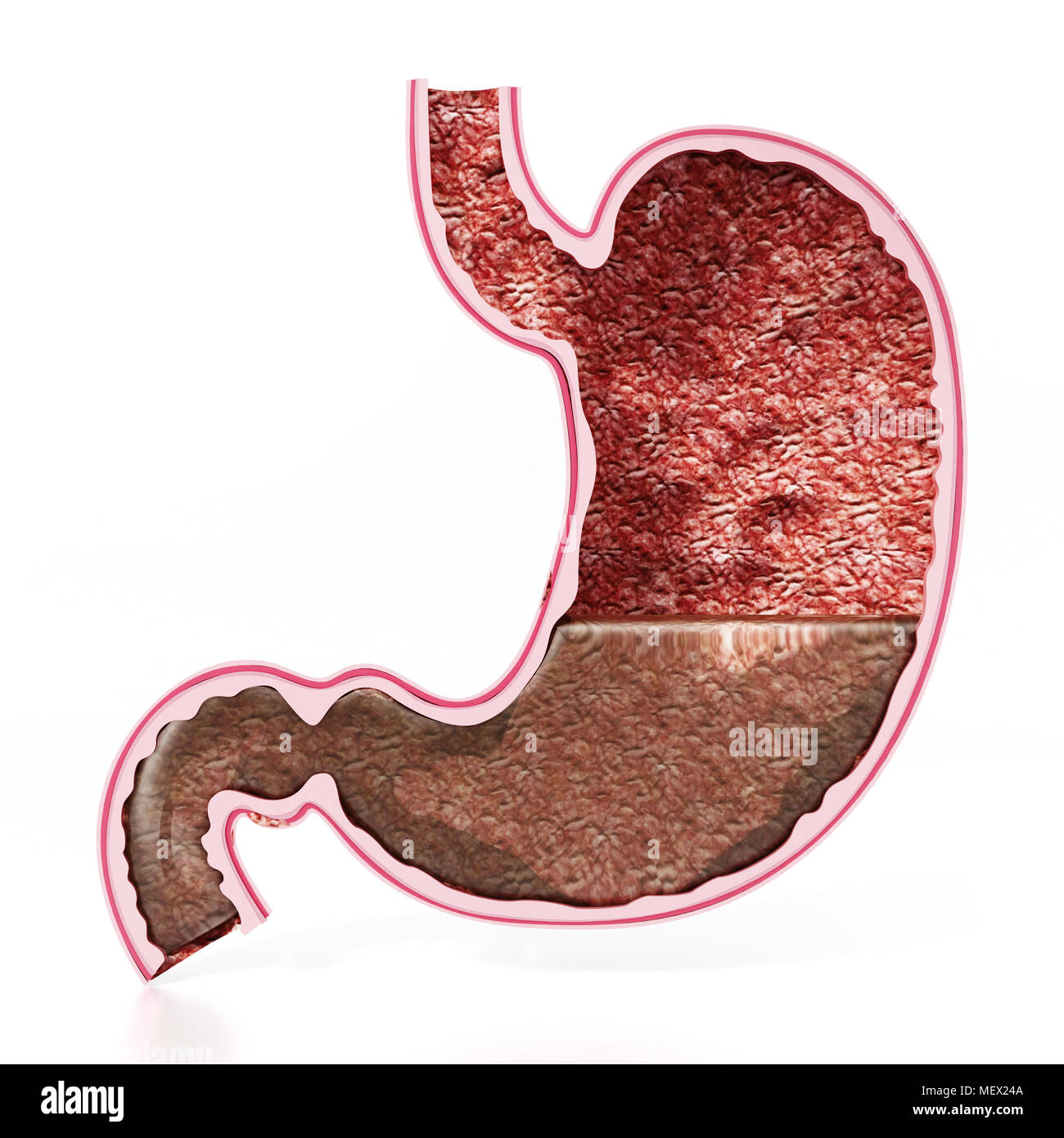 Human stomach illustration with detailed layers. 3D illustration Stock ...