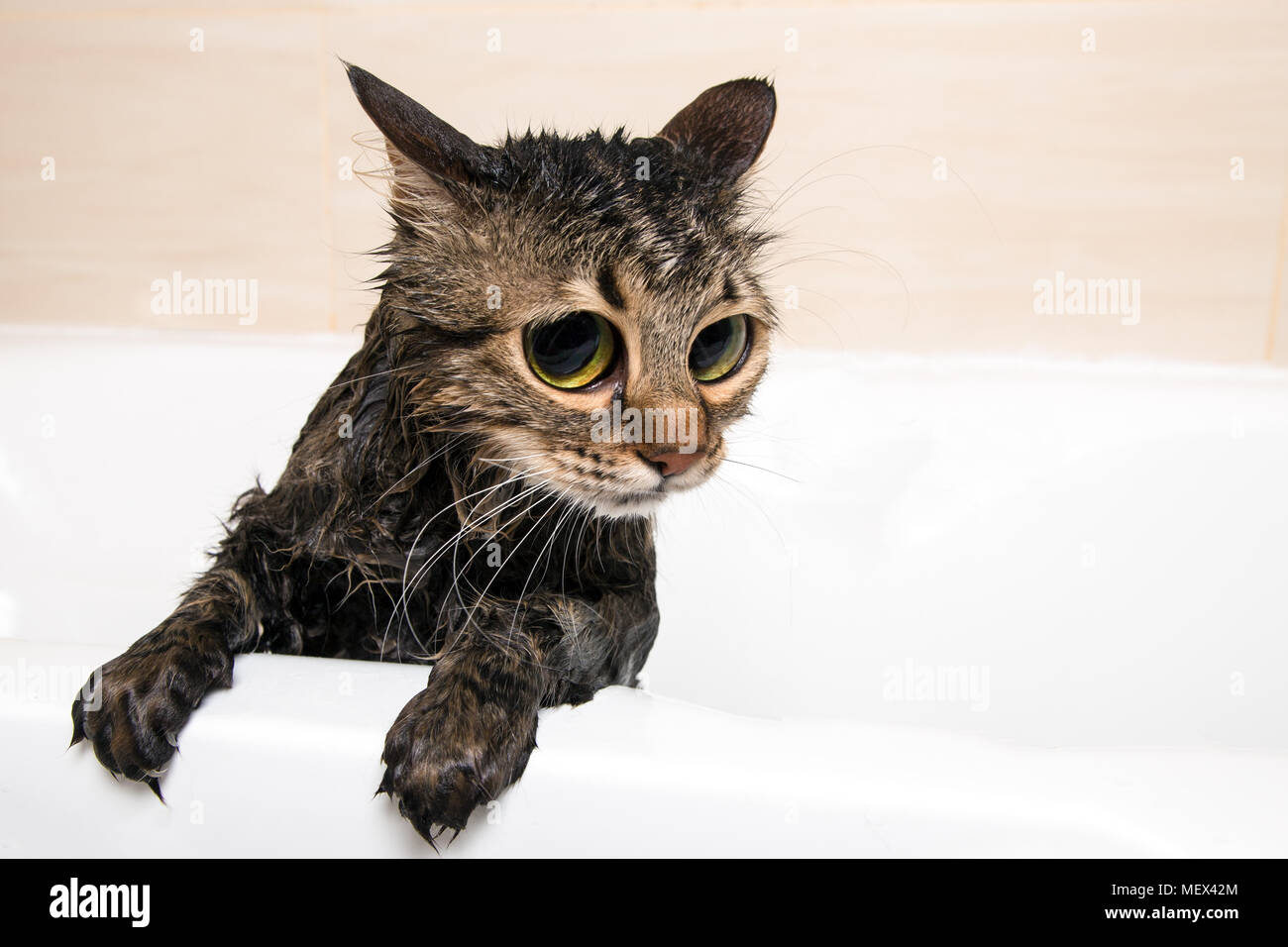cat looking into the camera while in the bath under the shower Stock ...