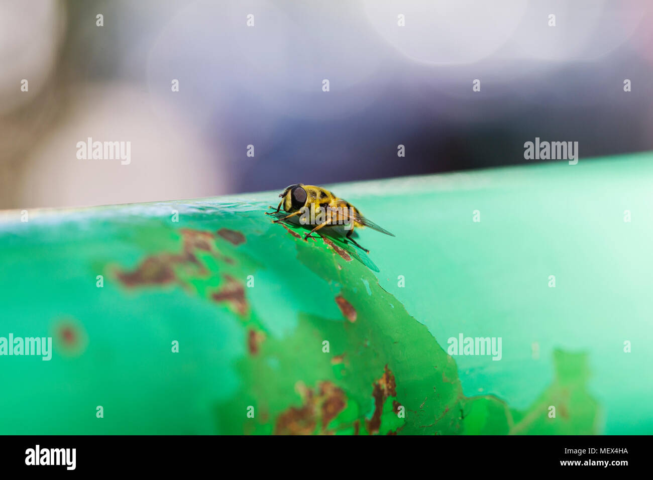 Bee wings close hi-res stock photography and images - Alamy