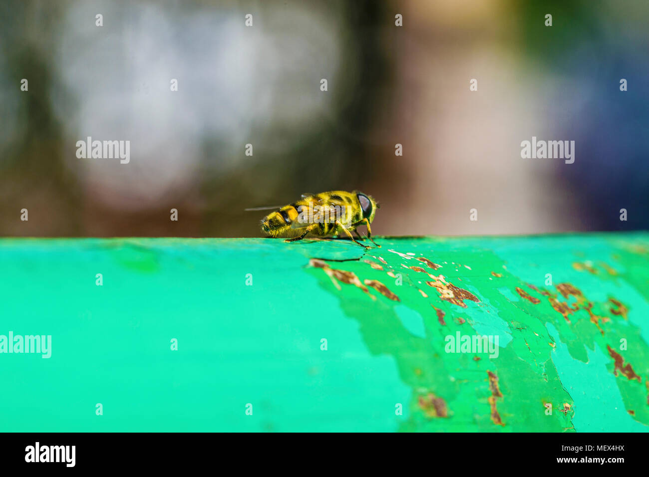 Honey bee sting hi-res stock photography and images - Alamy