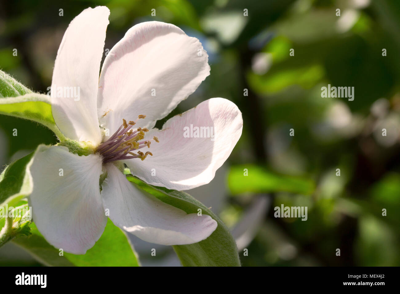 Beautiful spring blossomed flower Stock Photo - Alamy
