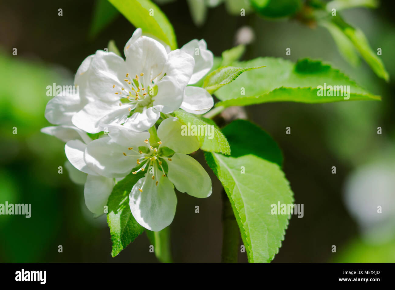 Spring tree blossomed flowers hi-res stock photography and images - Alamy