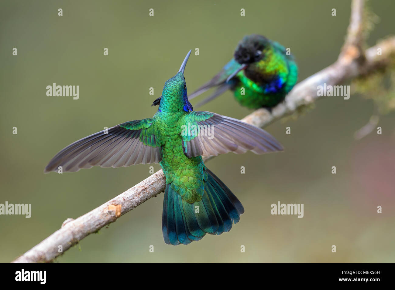 Green Violet-ear - Colibri thalassinus, beautiful green hummingbird ...