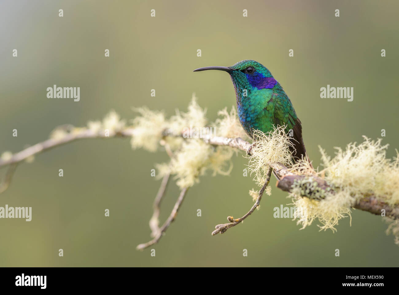 Hummingbirds venezuela hi-res stock photography and images - Alamy