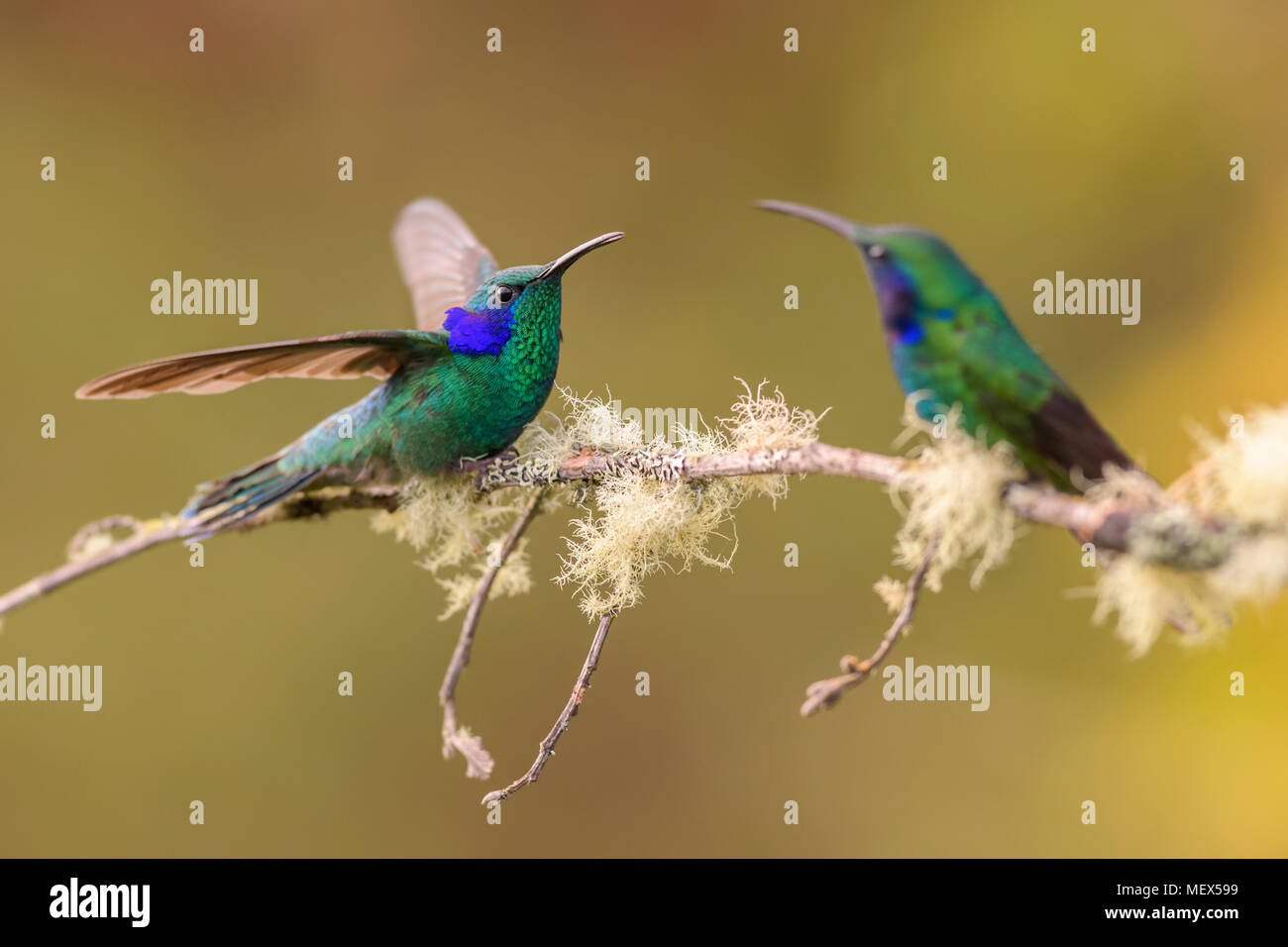 Green Violet-ear - Colibri thalassinus, beautiful green hummingbird ...