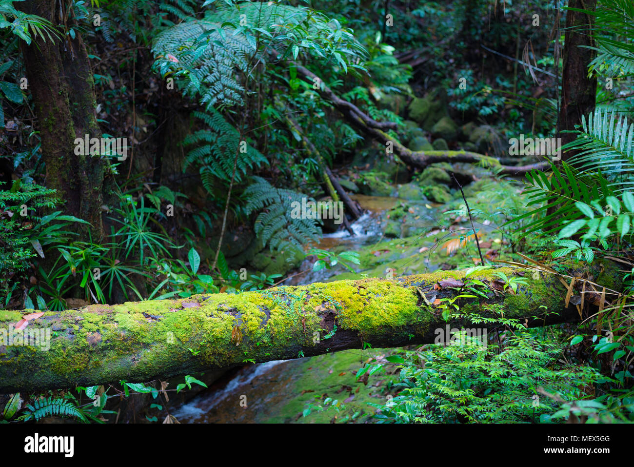 Borneo rain forest, moss covered roots branchs in the tropical jungle ...
