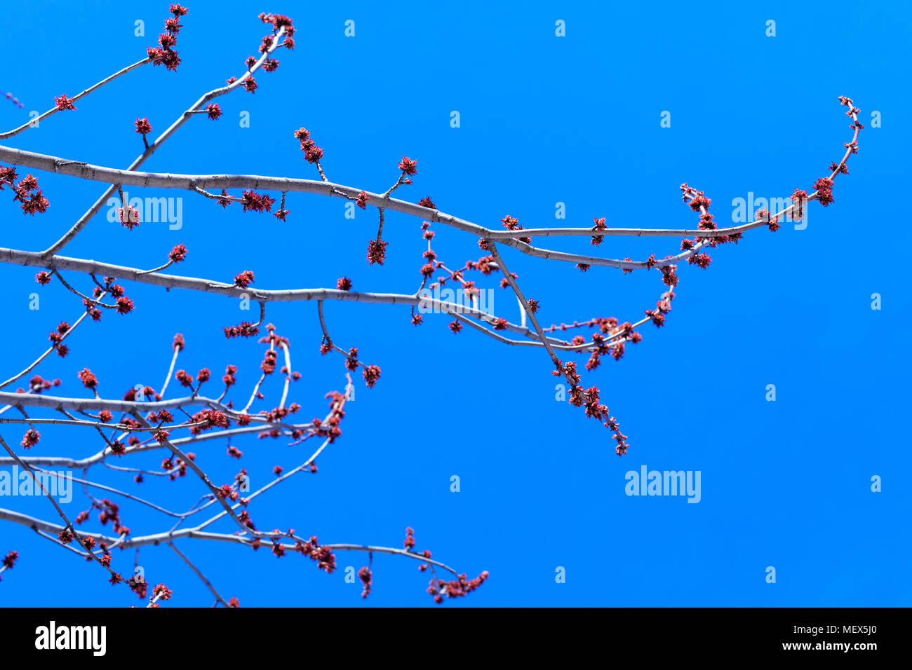Maple buds on the background of vibrant blue sky. Beautiful spring ...