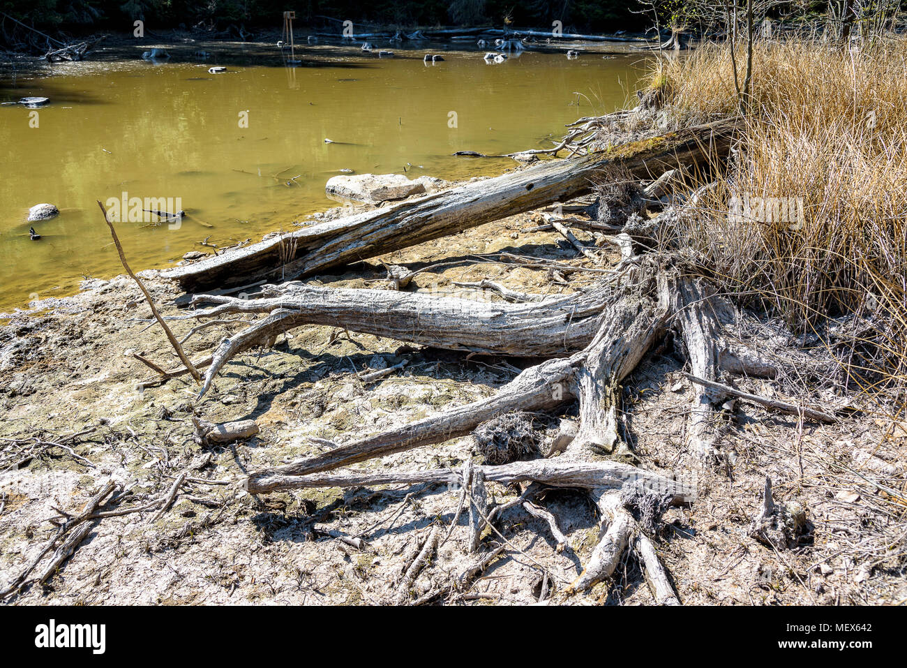 Dry roots hi-res stock photography and images - Alamy