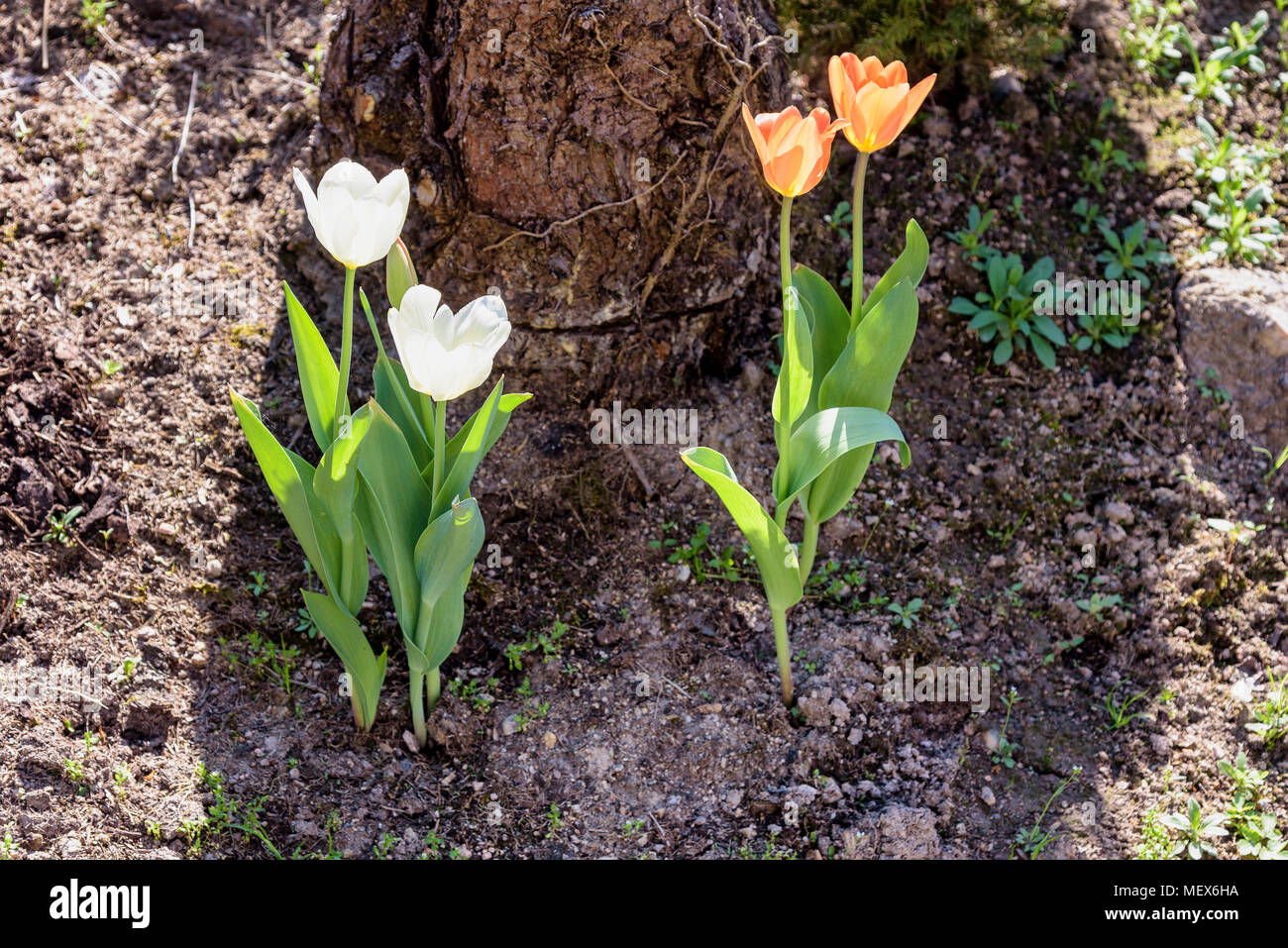 Prague tulip hi-res stock photography and images - Alamy