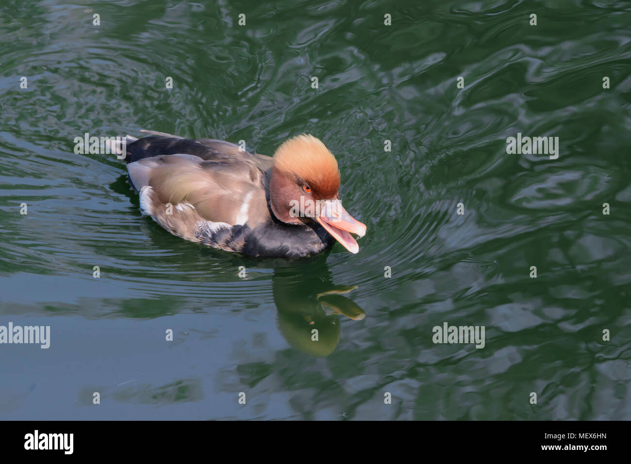 Reddish gray duck with red eyes and a serious expression floats on the ...