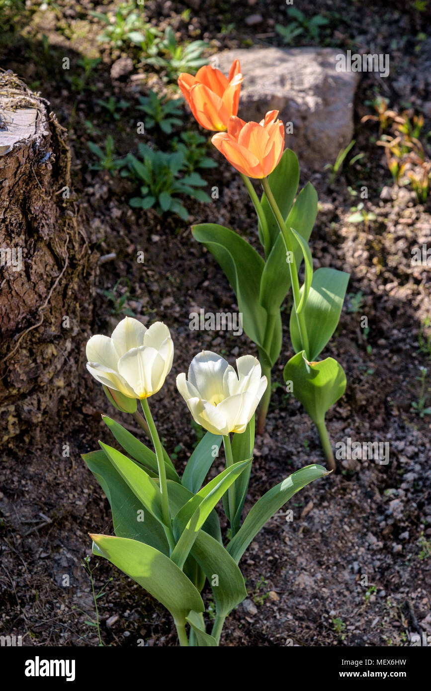 Prague tulip hi-res stock photography and images - Alamy