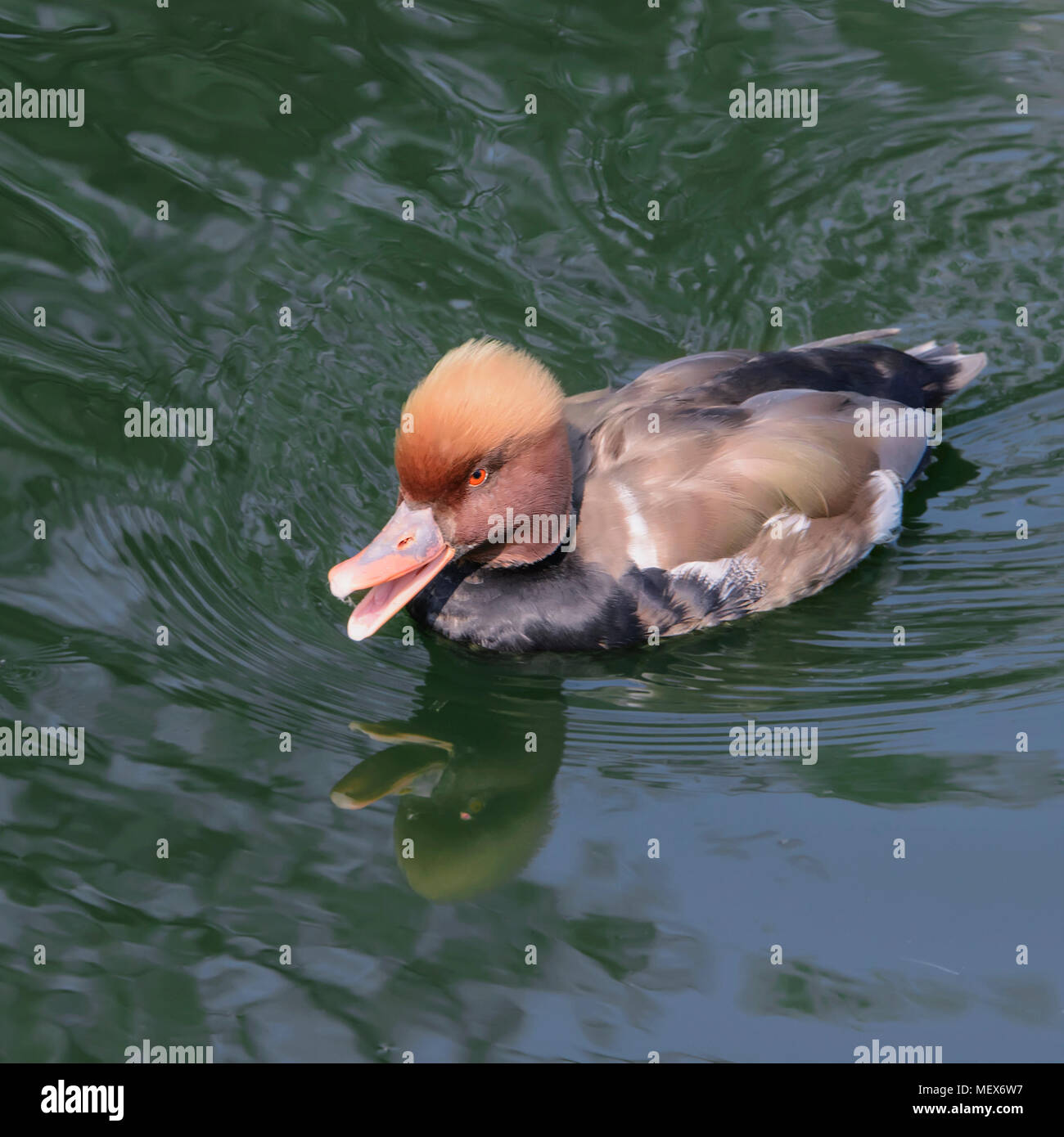 Reddish gray duck with red eyes and a serious expression floats on the ...