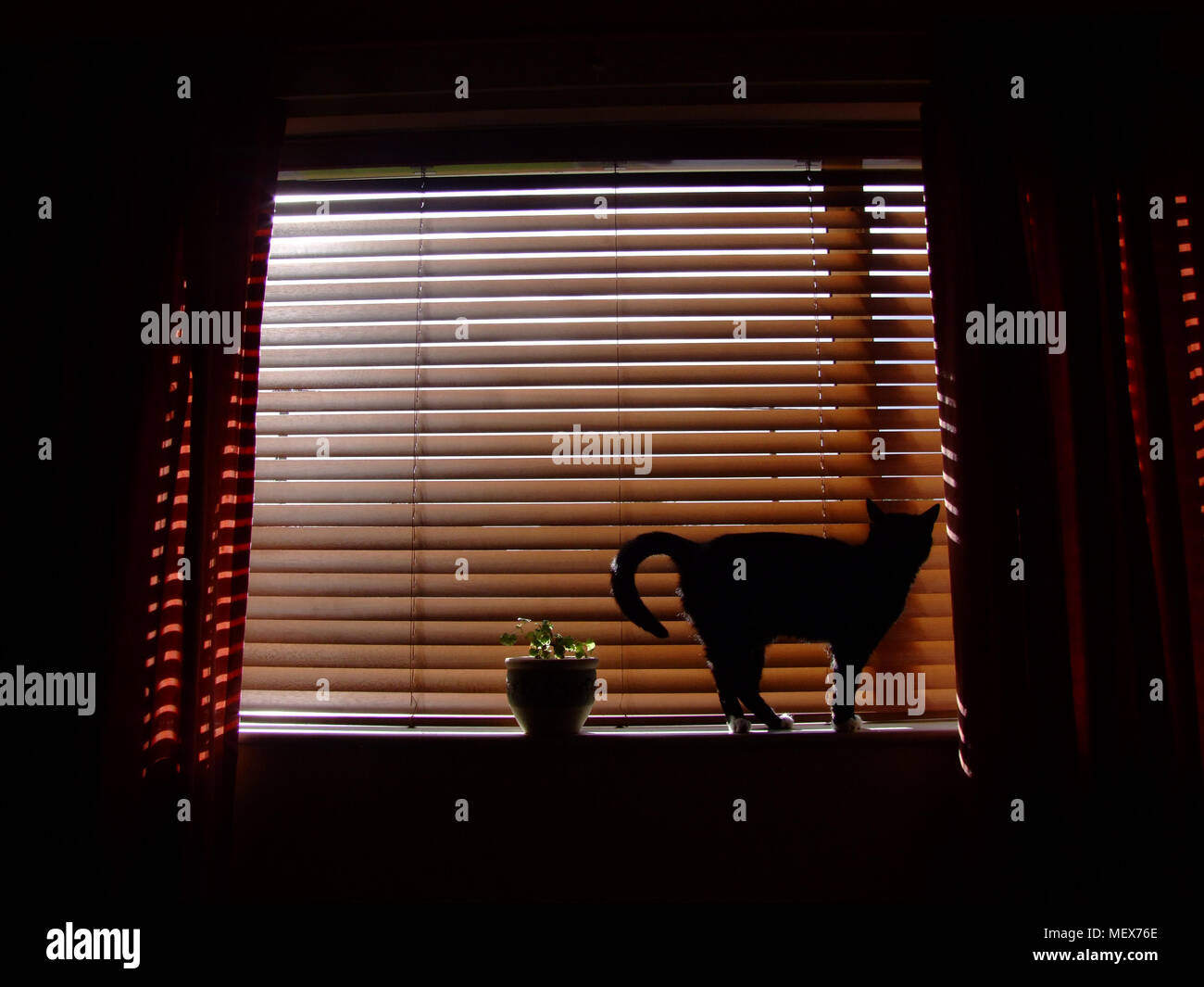 Cat standing on the inside of window with wood blinds and curtains ...