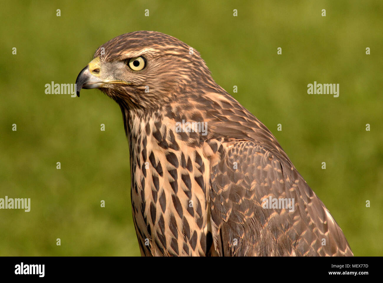 A profile shot of a hawk sitting still with unblinking eye Stock Photo ...