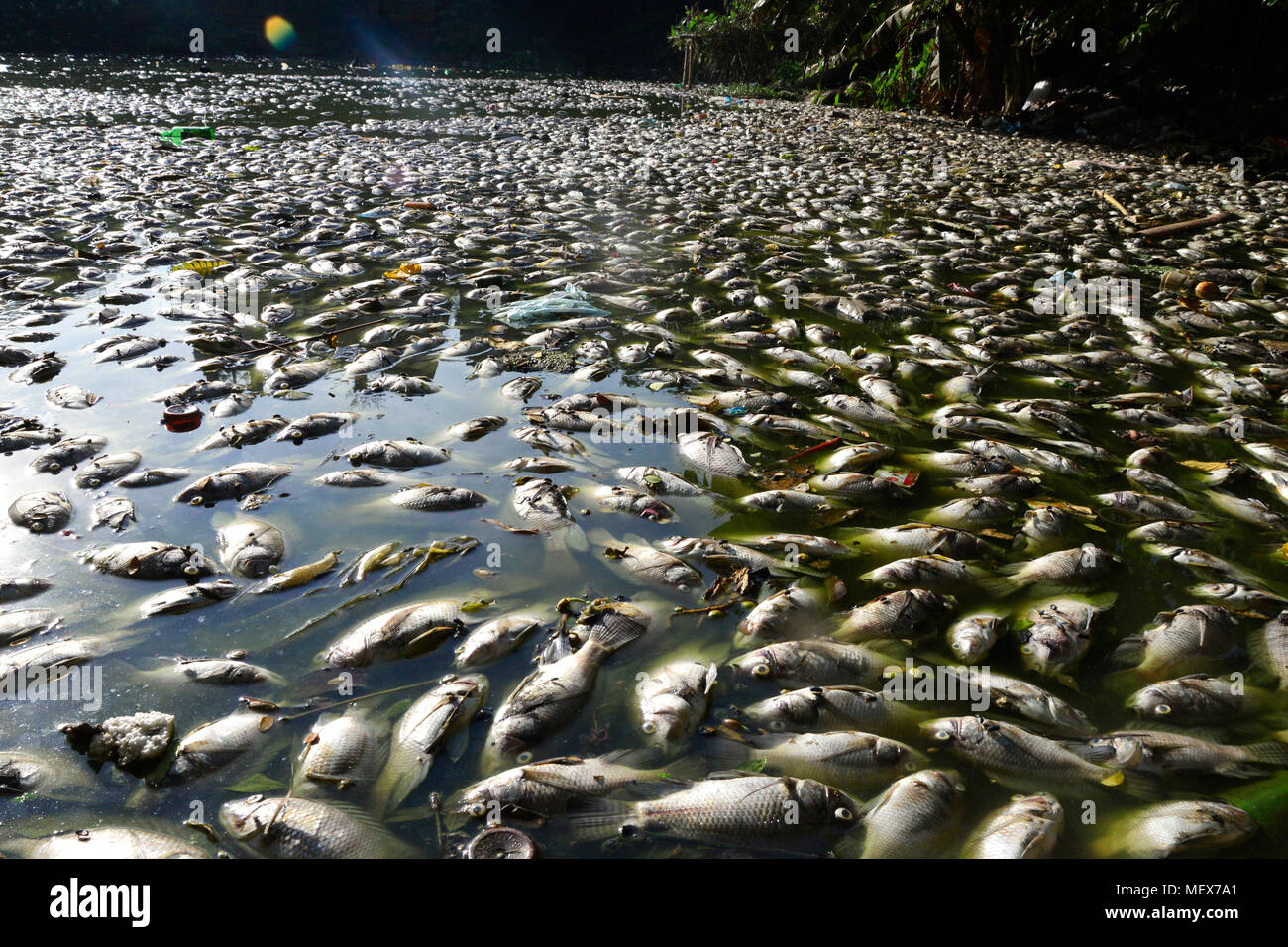 Massive fish death hi-res stock photography and images - Alamy