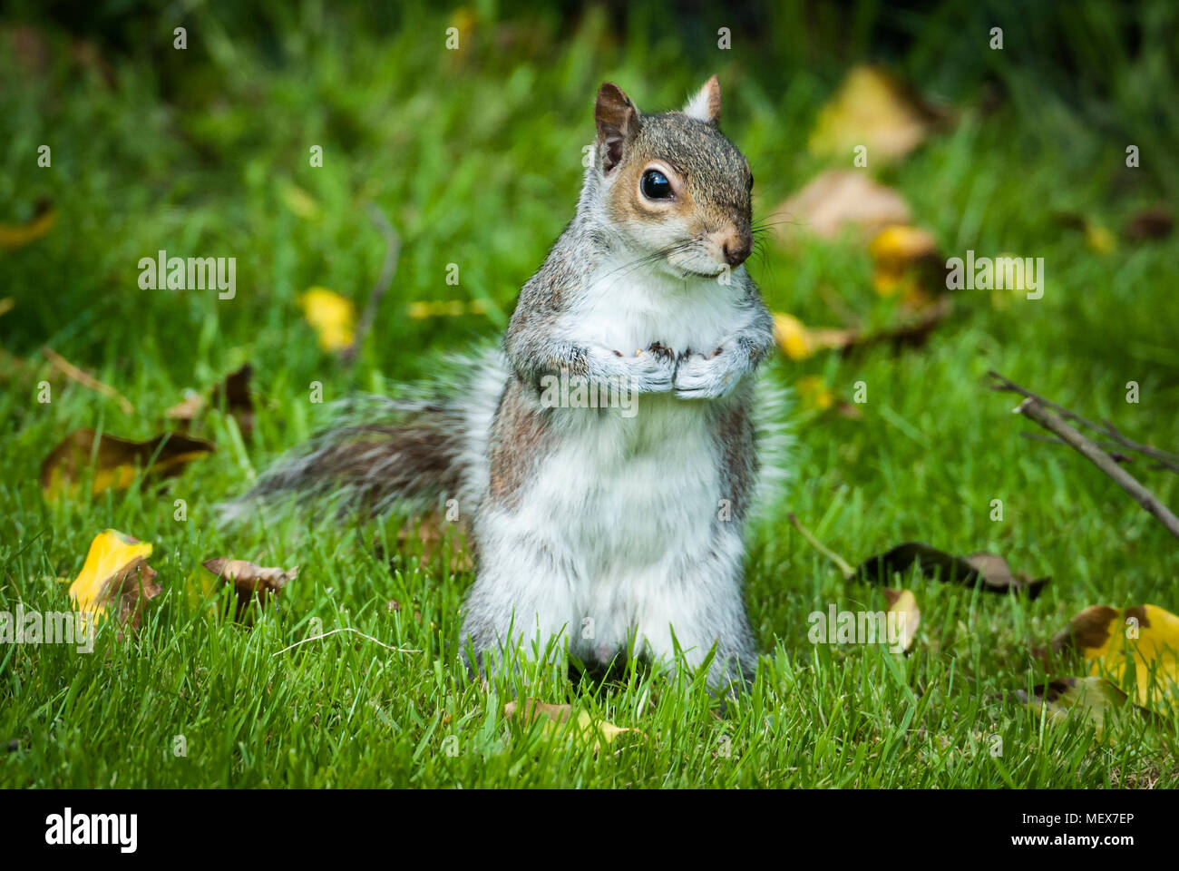 Squirrel back garden hi-res stock photography and images - Alamy