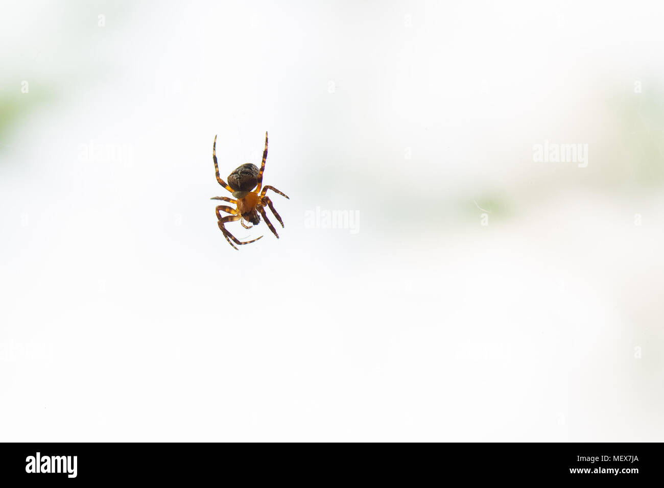 Transparent web hi-res stock photography and images - Alamy