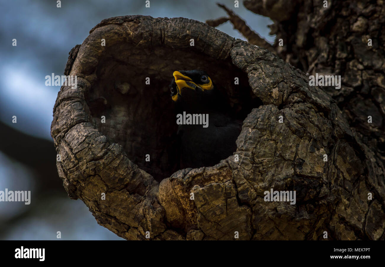 Myna nest hi-res stock photography and images - Alamy