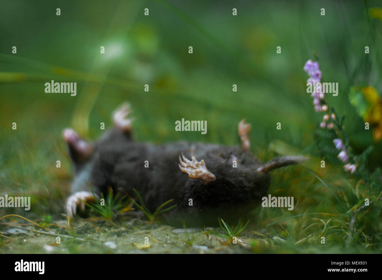 dead mole laying on the ground in grass Stock Photo - Alamy