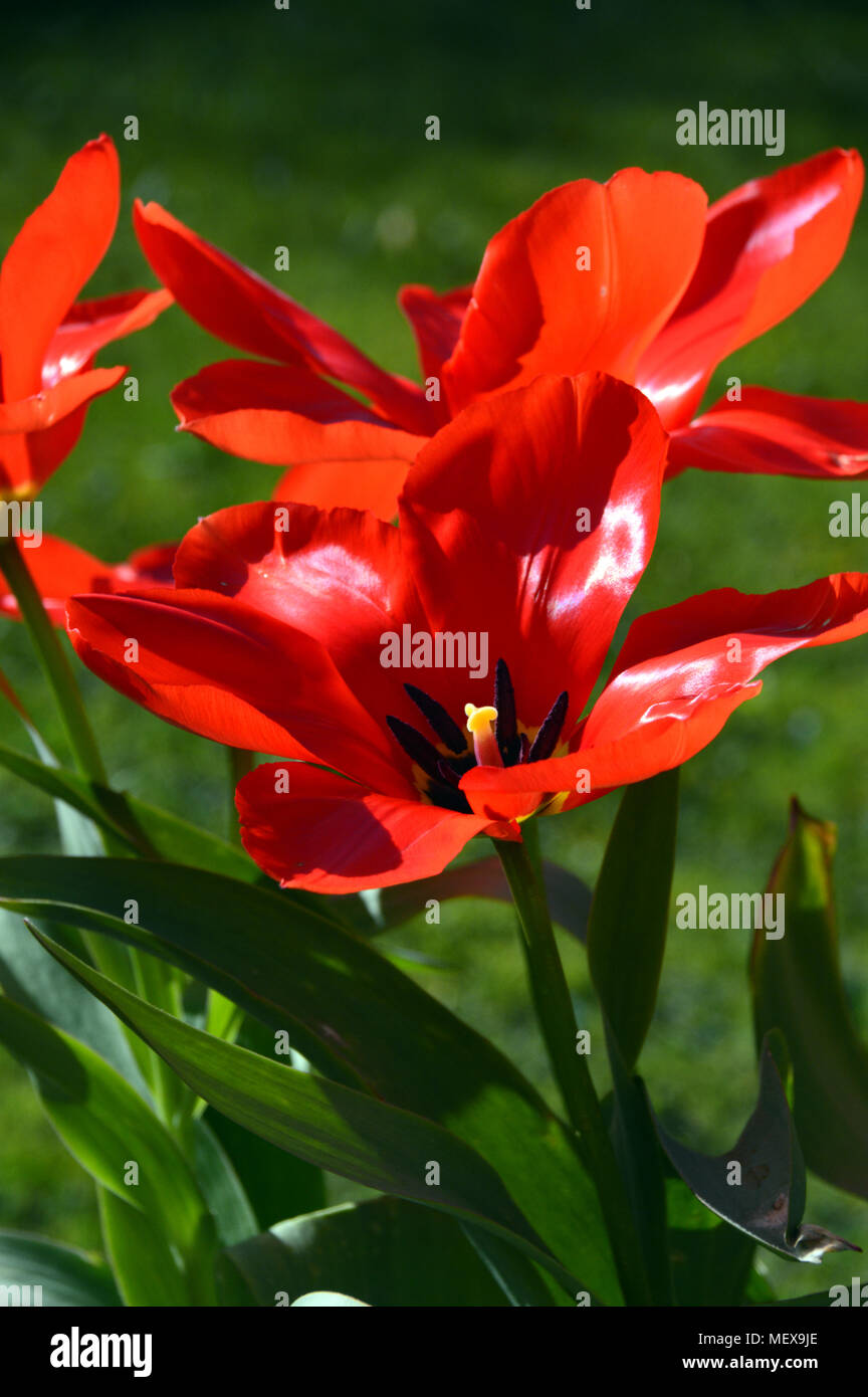 A Bunch of Bright Scarlet Red Tulipa (Oriental Beauty) Tulips displayed ...