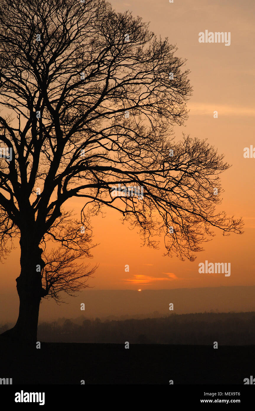 Late Evening Sun Setting Behind Trees in Golden Light Stock Photo - Alamy