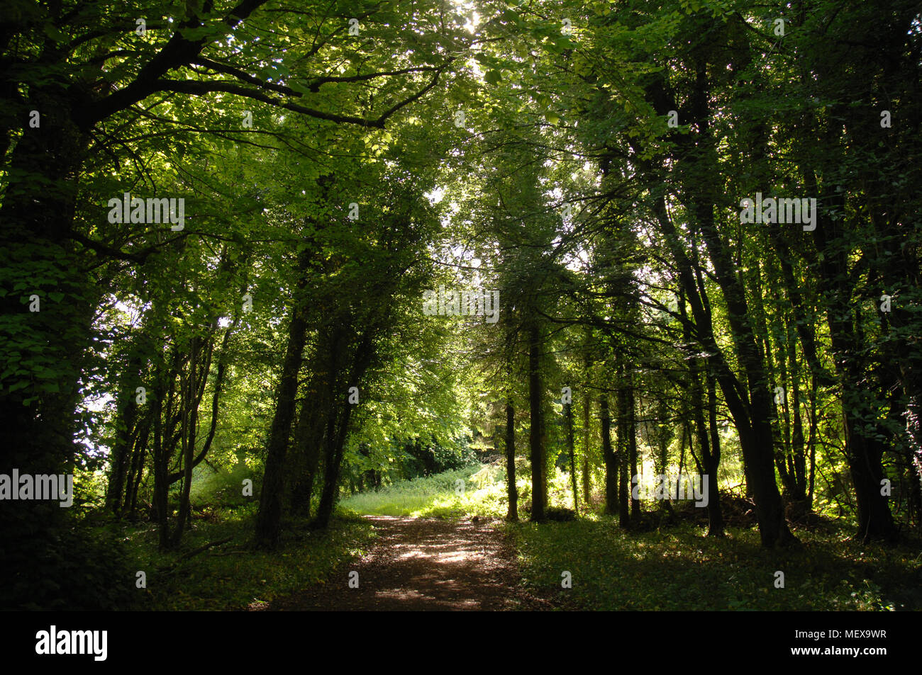 Green canopy of trees shading the summer sun through leaves onto the ...