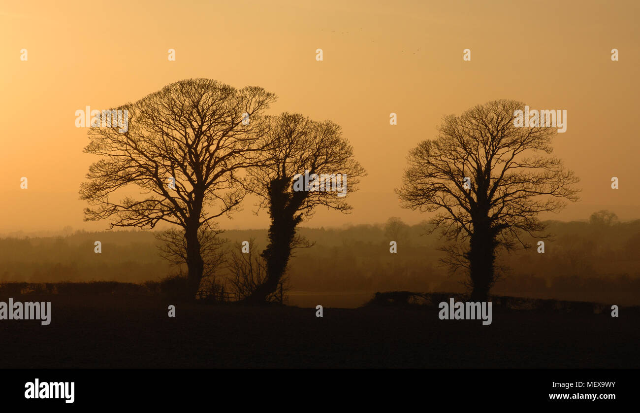Late Evening Sun Setting Behind Trees in Golden Light Stock Photo - Alamy