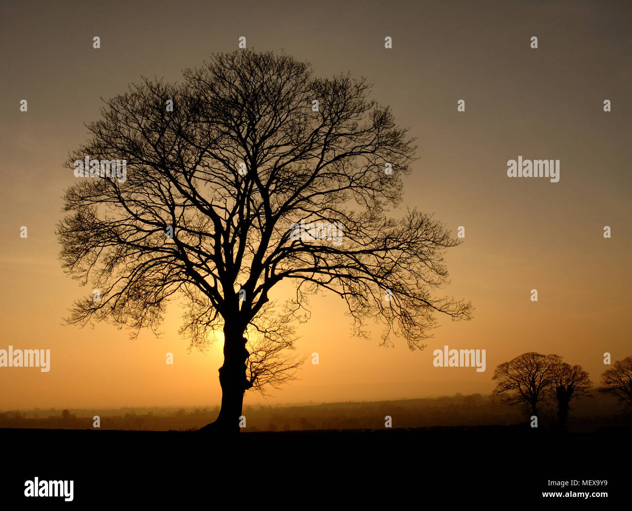 Sun setting behind trees hi-res stock photography and images - Alamy