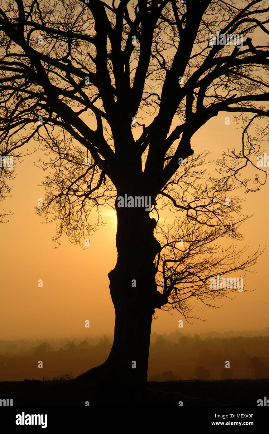 Celtic tree of life hi-res stock photography and images - Alamy