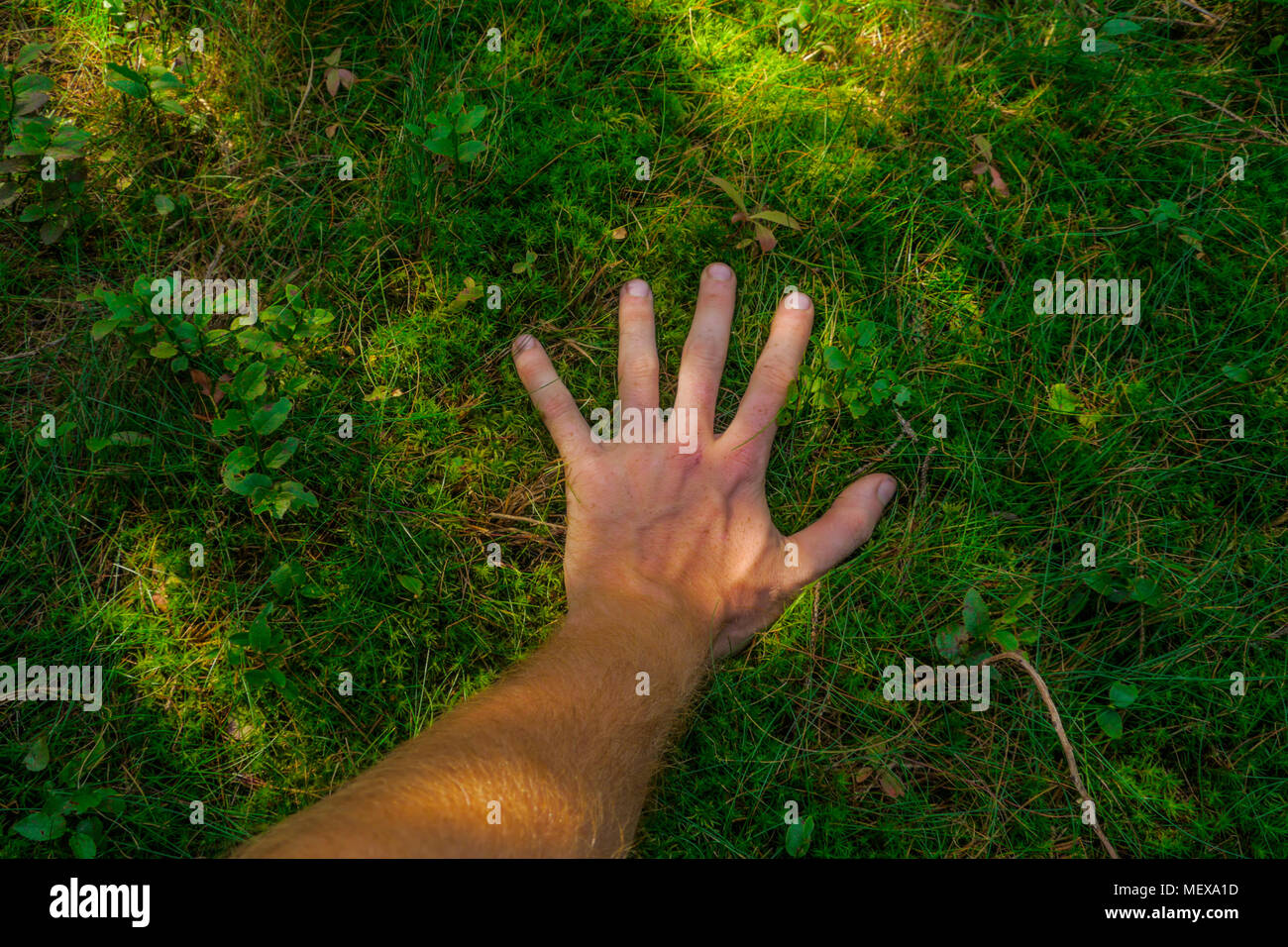 male hand touching a soft green ground moss Stock Photo - Alamy