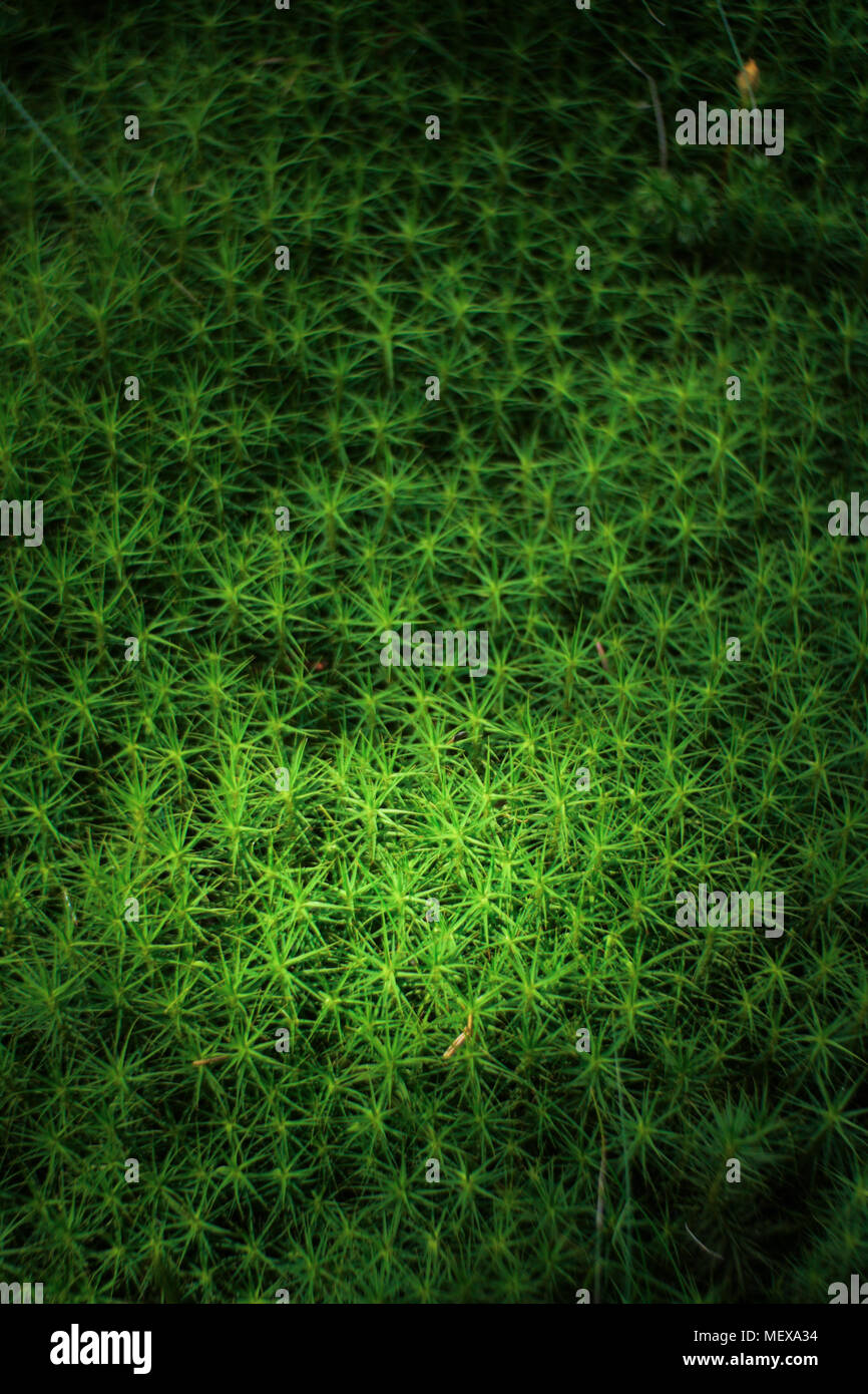 detail of a fresh green moss plant Stock Photo - Alamy
