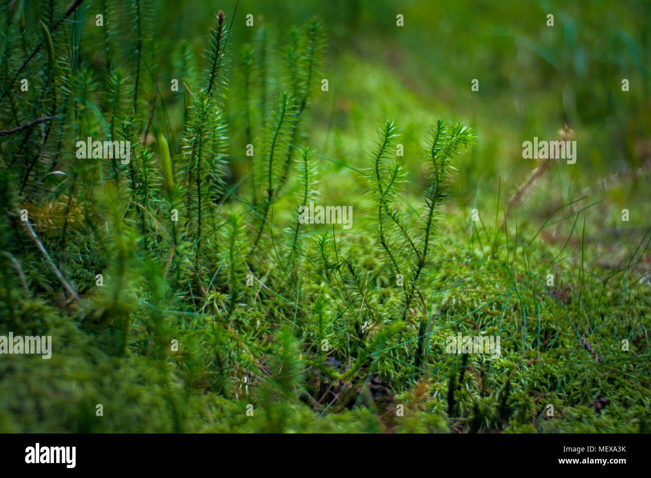 Fresh green moss hi-res stock photography and images - Alamy