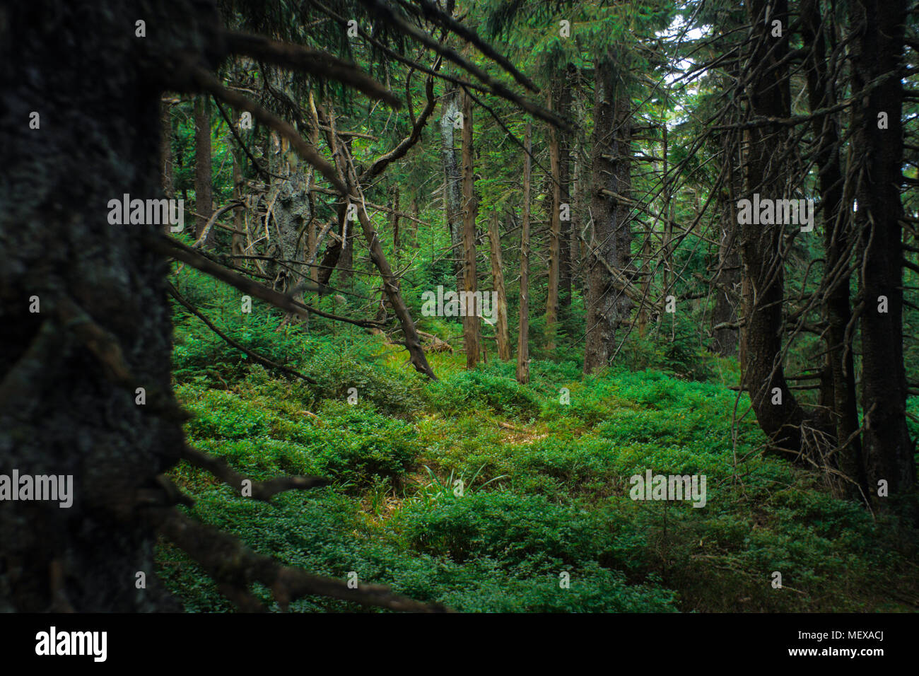 interesting green moody spruce forest landscape Stock Photo - Alamy