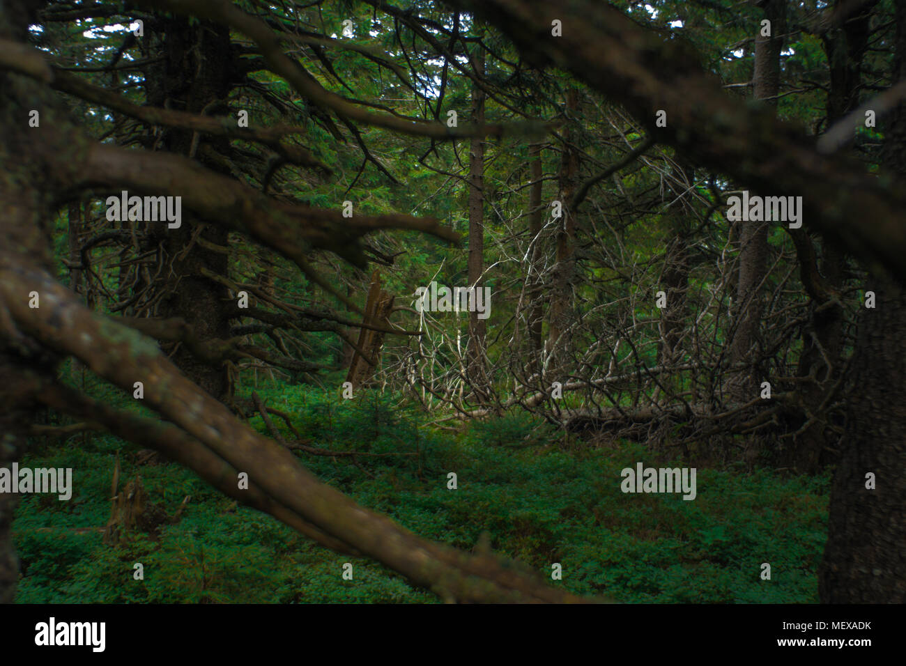 interesting green moody spruce forest landscape Stock Photo - Alamy
