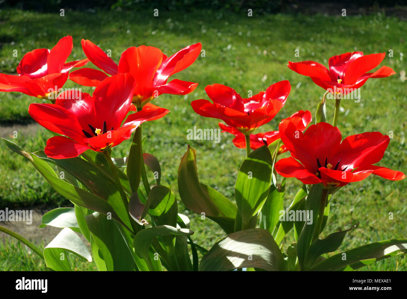 Oriental beauty hi-res stock photography and images - Alamy