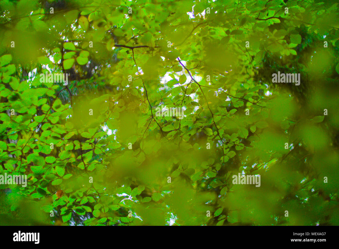details of a fresh green summer leaves on a tree Stock Photo - Alamy
