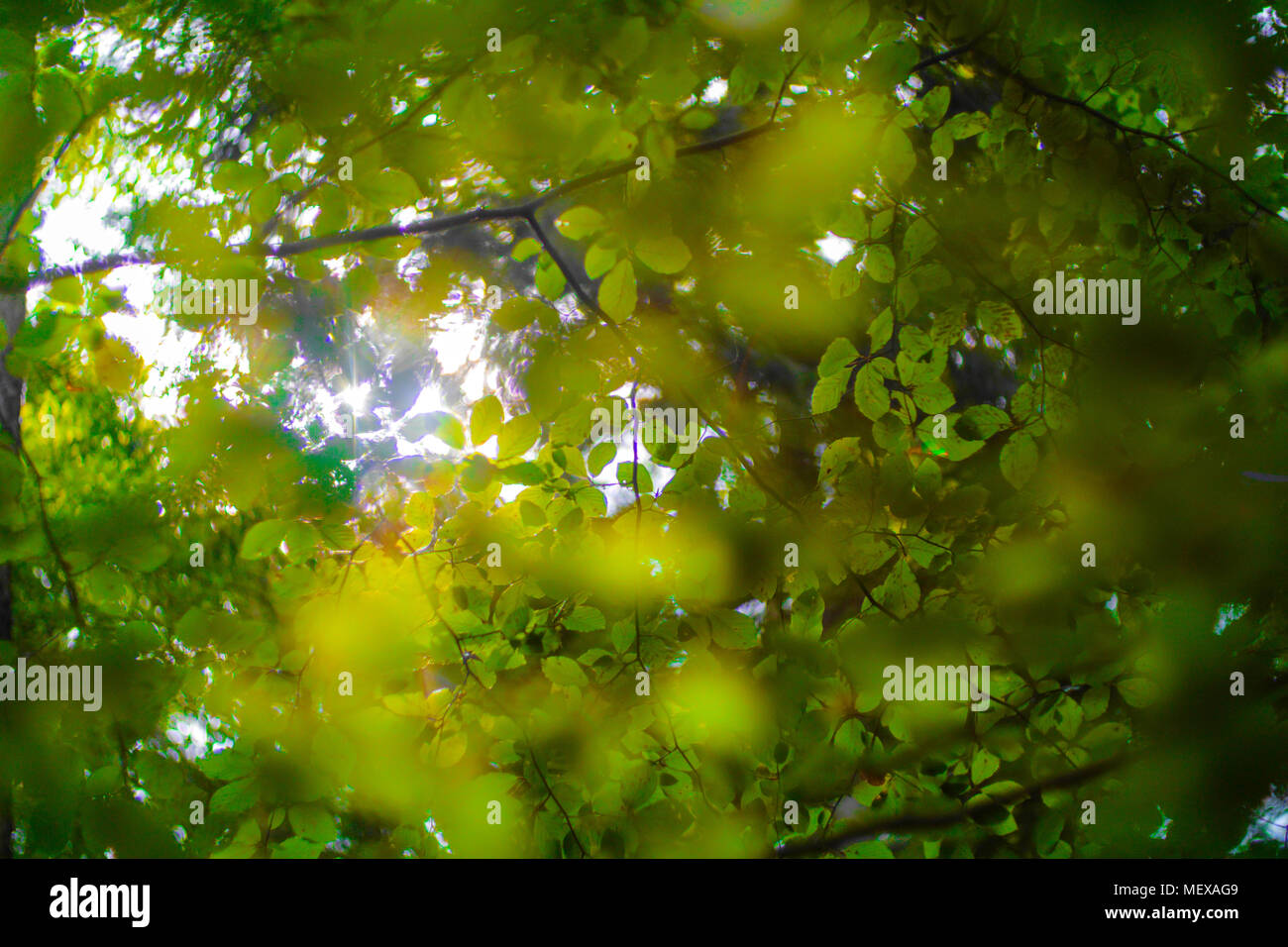 details of a fresh green summer leaves on a tree Stock Photo - Alamy