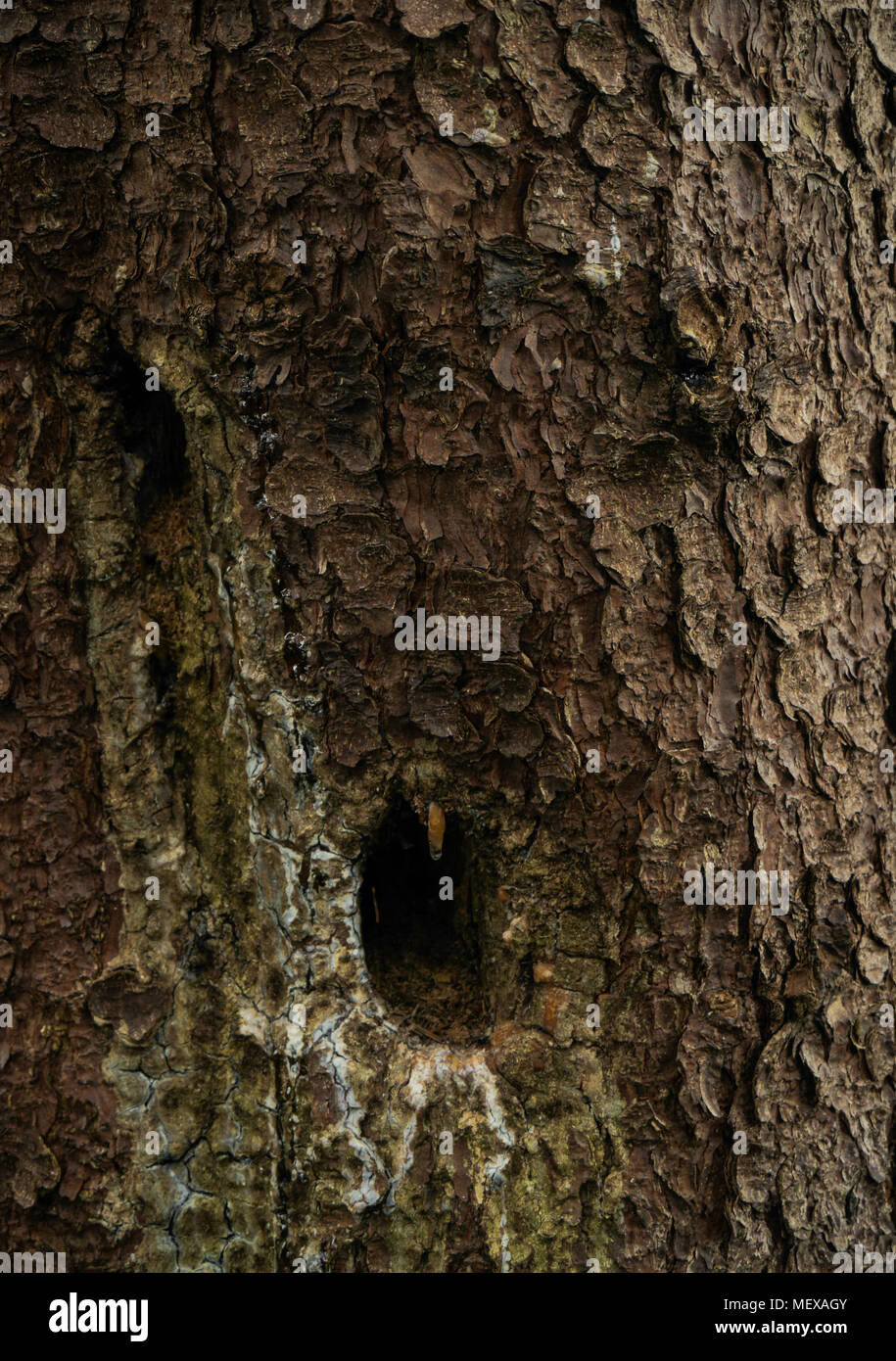 detail of a scary face on a trunk of a tree Stock Photo - Alamy