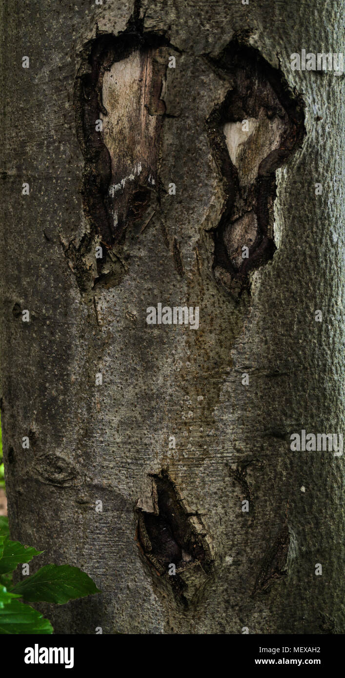 detail of a scary face on a trunk of a tree Stock Photo - Alamy