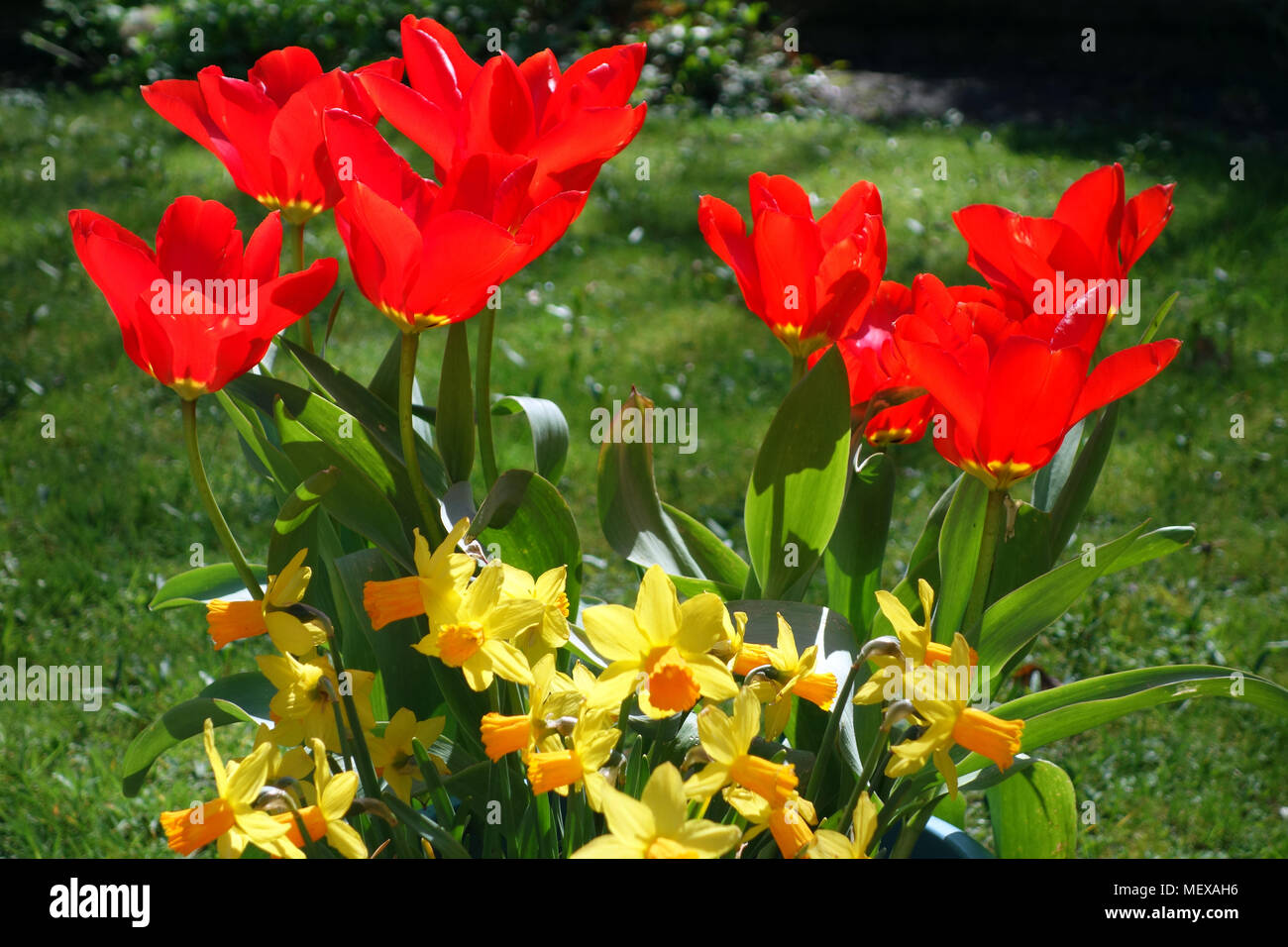 Miniature tulip hi-res stock photography and images - Alamy